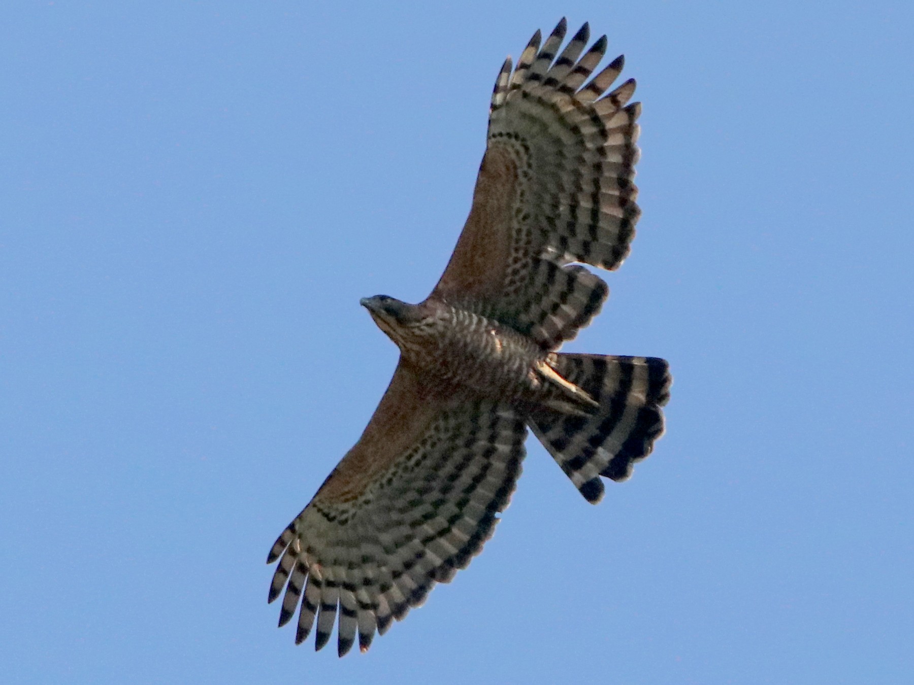 Legge's Hawk-Eagle - eBird
