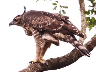 Legge's Hawk-Eagle - eBird