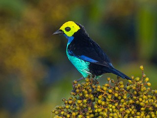 Paradise Tanager - eBird