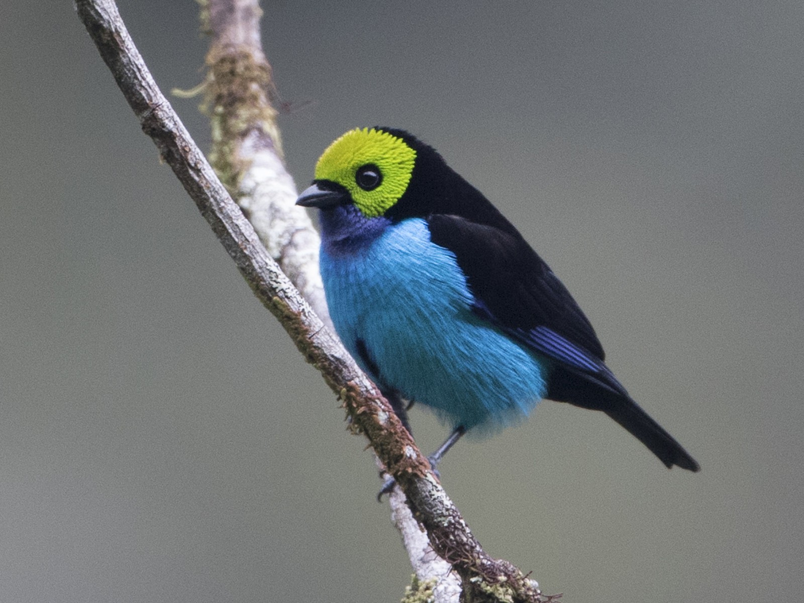 Paradise Tanager - eBird