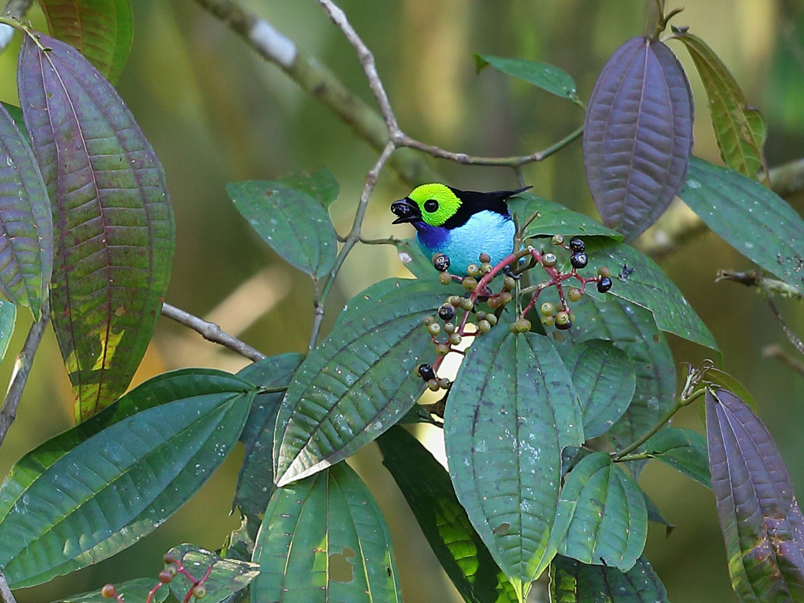 Paradise Tanager - eBird