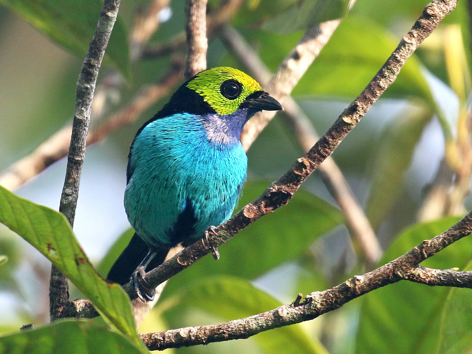 Paradise Tanager - eBird
