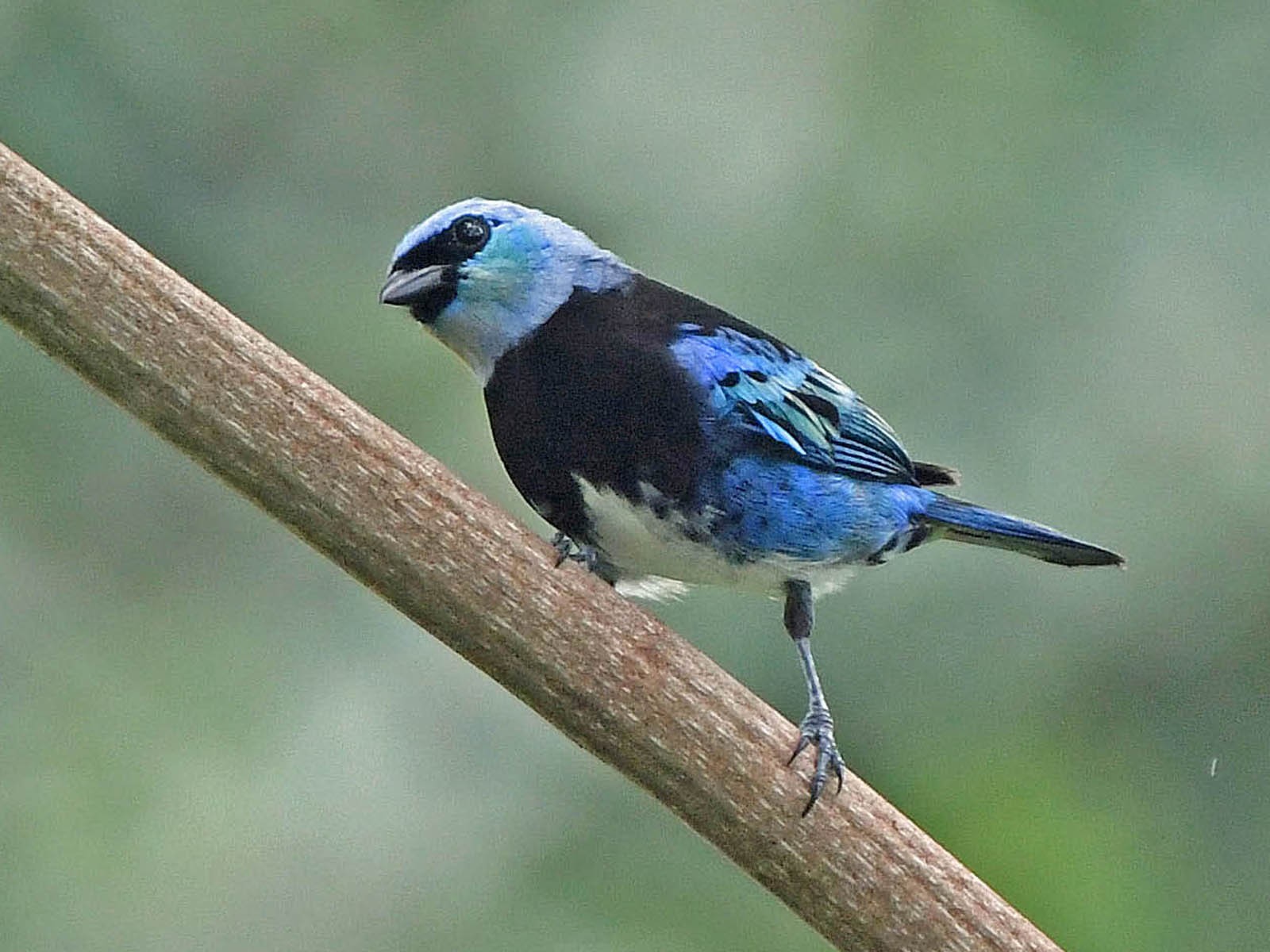 Masked Tanager - eBird