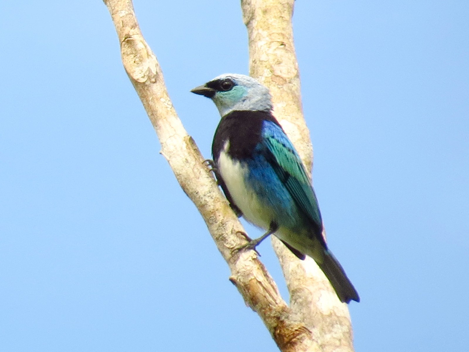 Masked Tanager - eBird