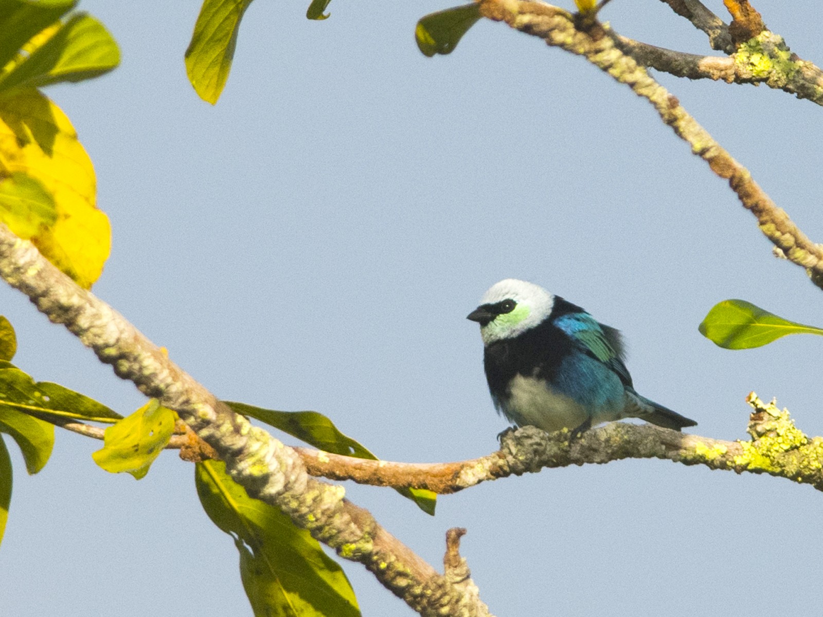 Masked Tanager - eBird