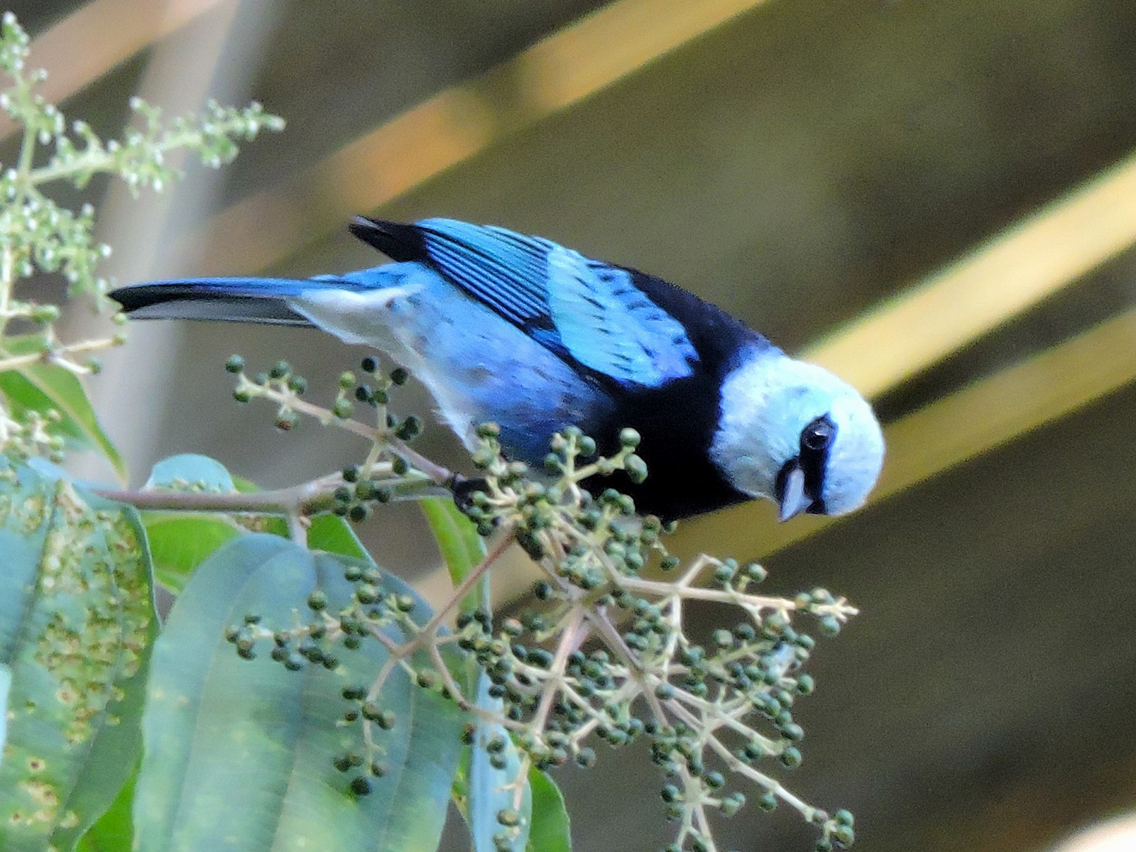 Masked Tanager - eBird