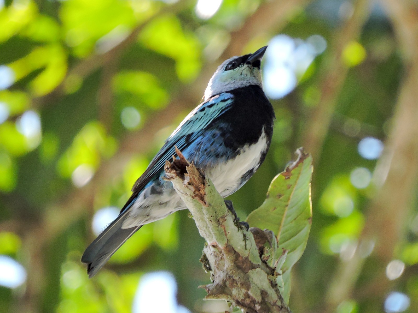 Masked Tanager - eBird
