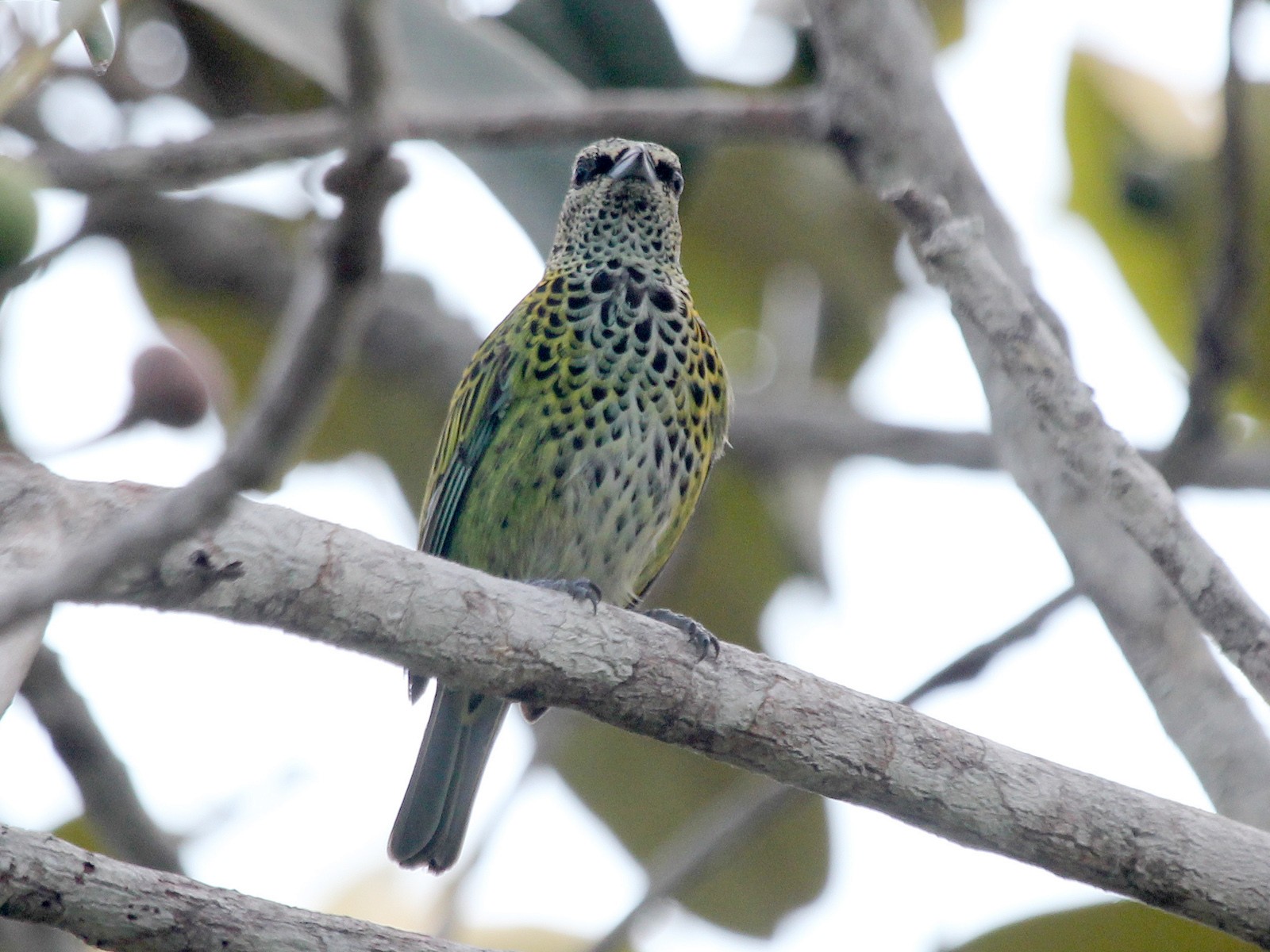 Spotted Tanager - eBird