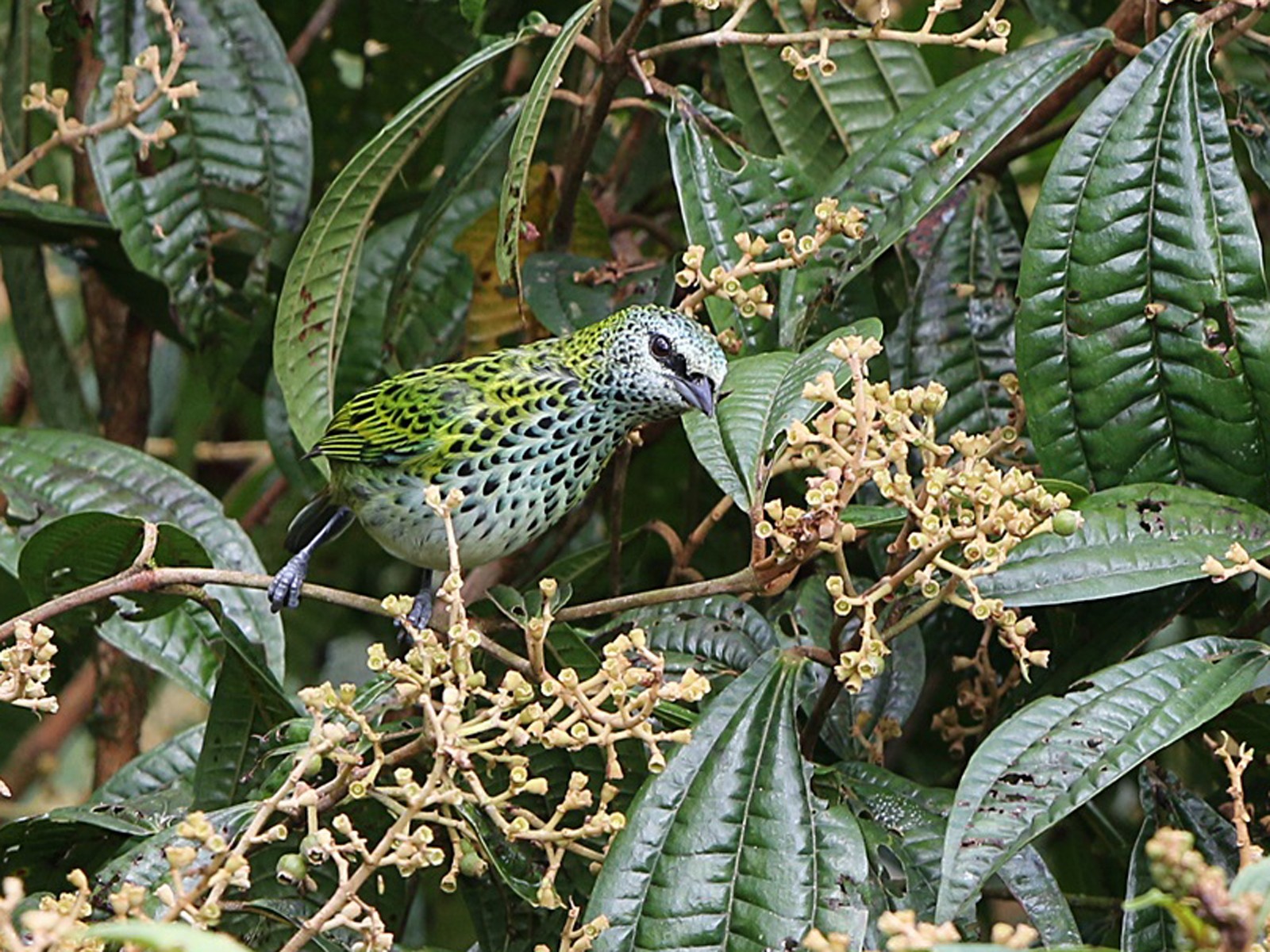 Spotted Tanager - eBird