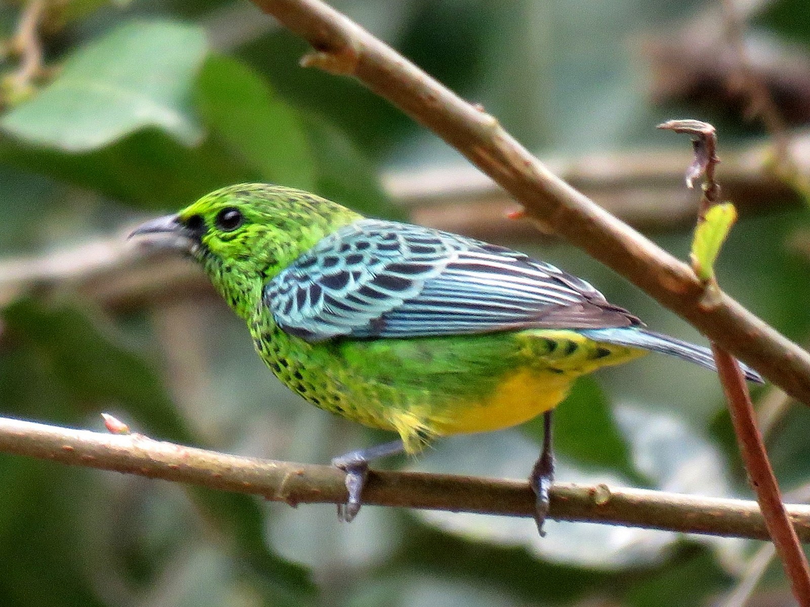 Yellow-bellied Tanager - eBird