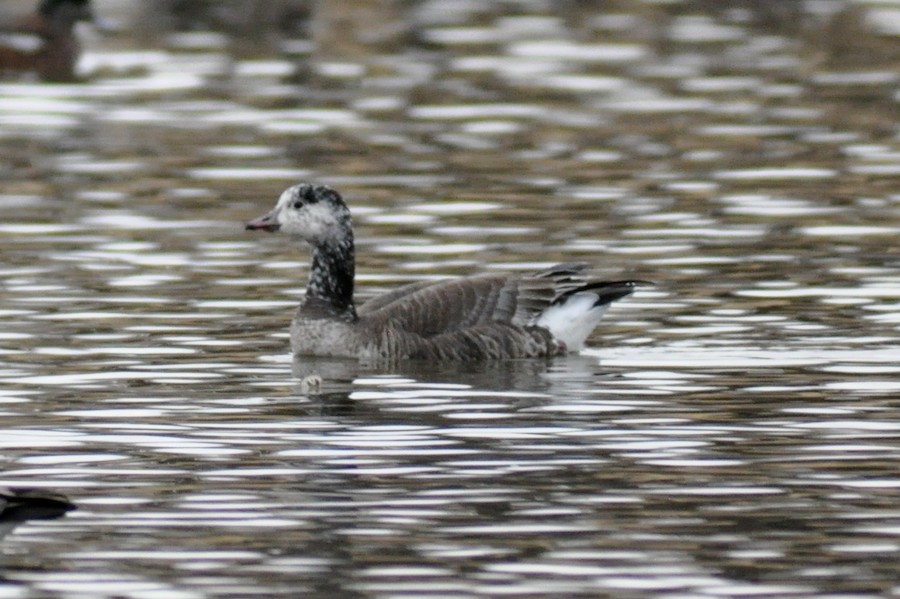 Ross's x Canada Goose (hybrid) - eBird