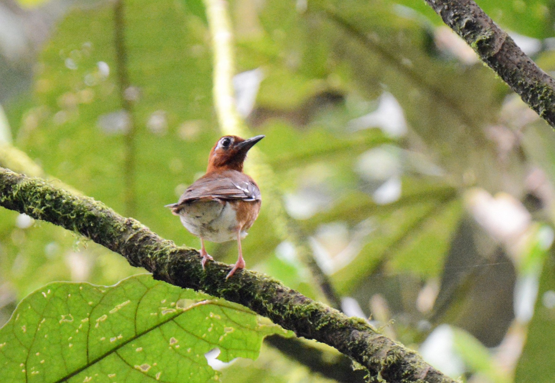 Abyssinian Ground-Thrush (Kivu) - eBird