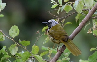 Oriole Warbler - Hypergerus atriceps - Birds of the World