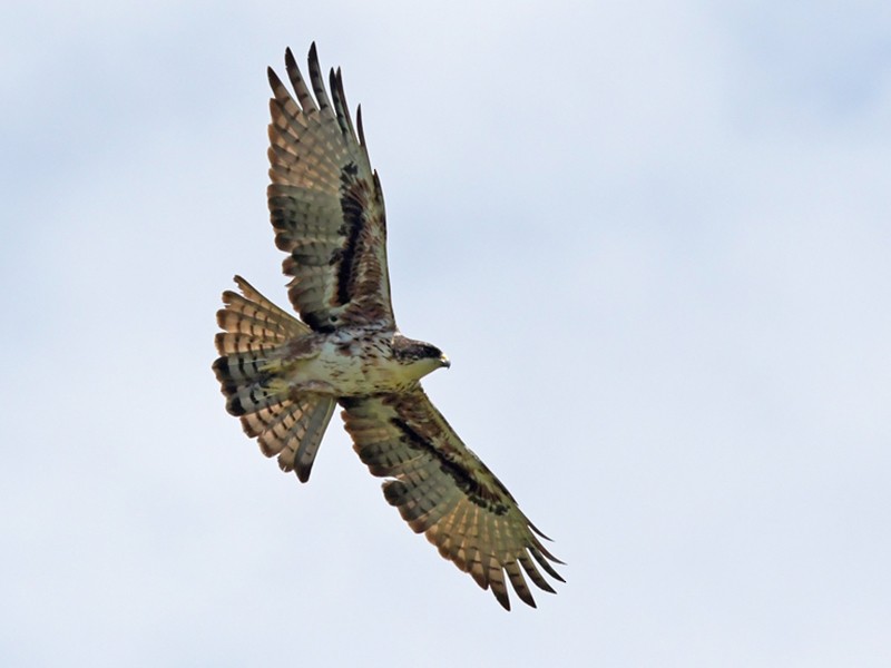 Aigle à ventre roux - eBird