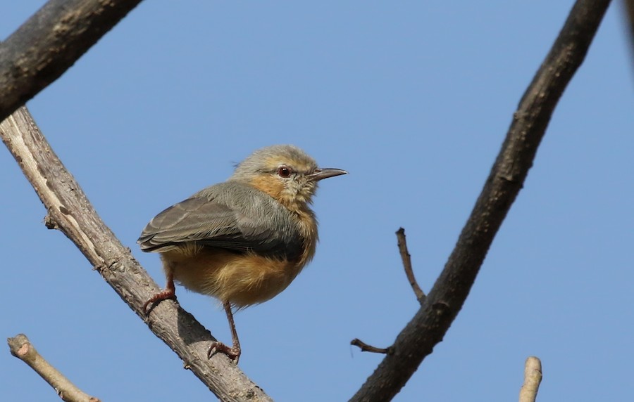 Northern Crombec (Northern) - eBird