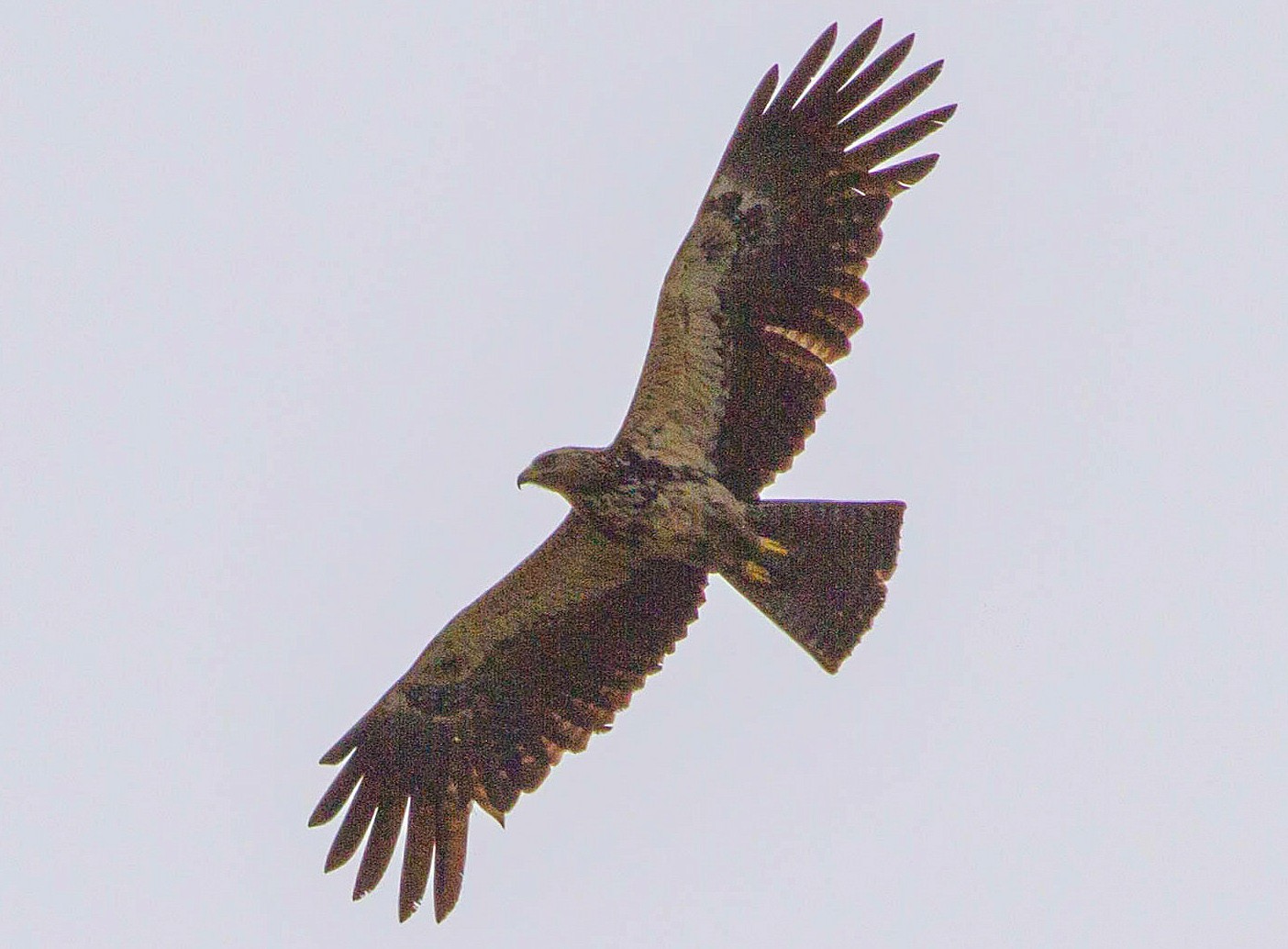 Black Eagle - eBird
