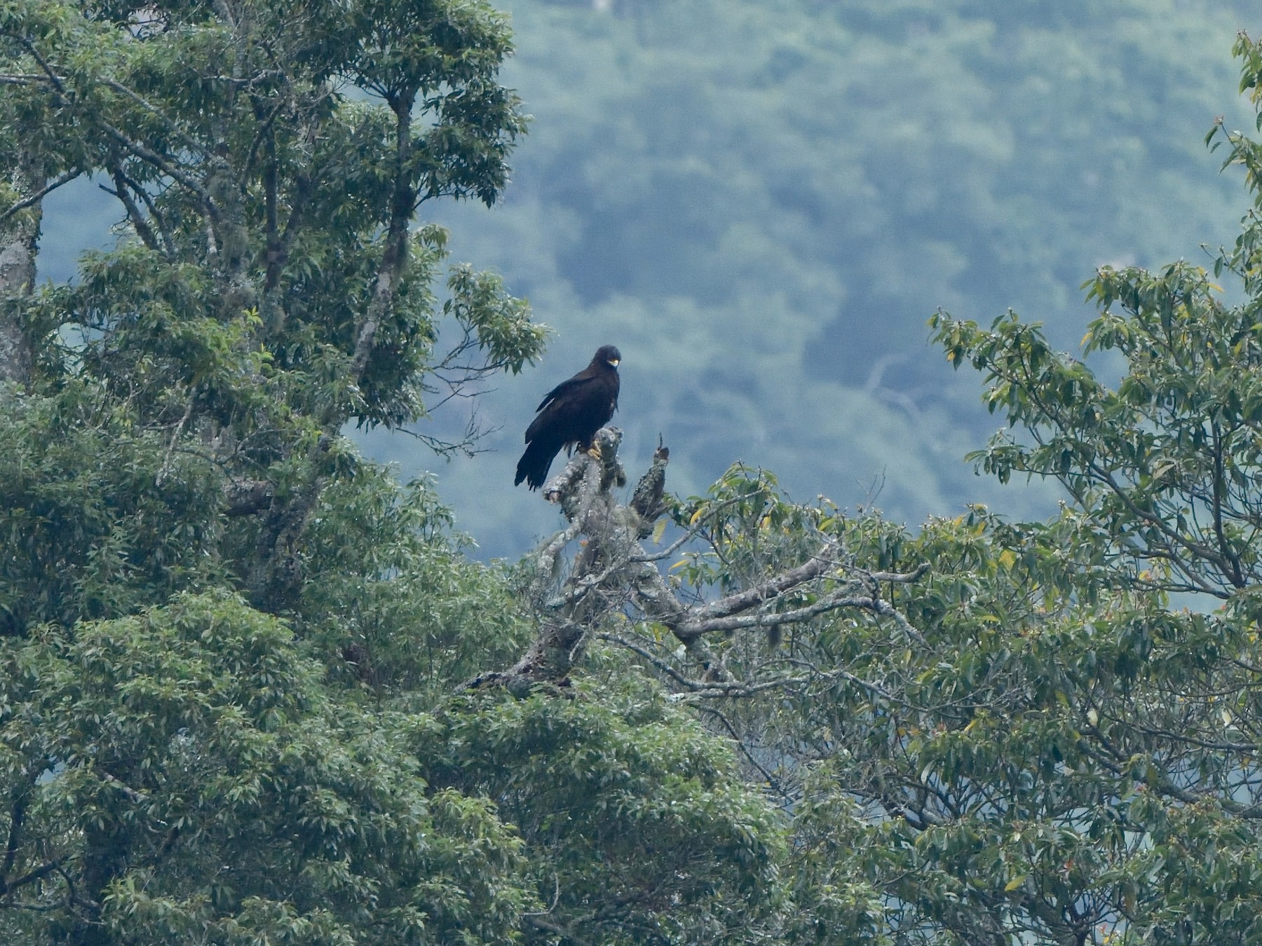 Black Eagle - eBird