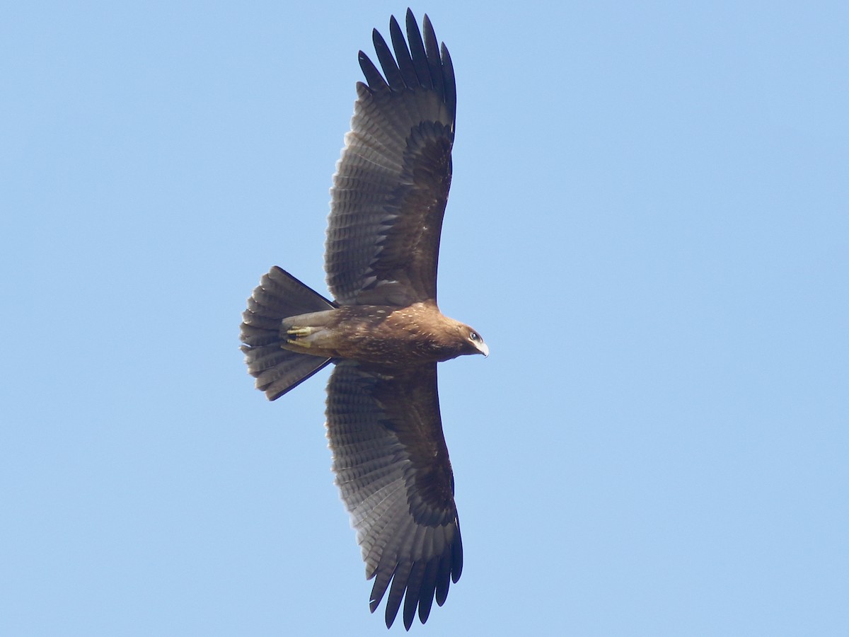 Greater Spotted Eagle Identification