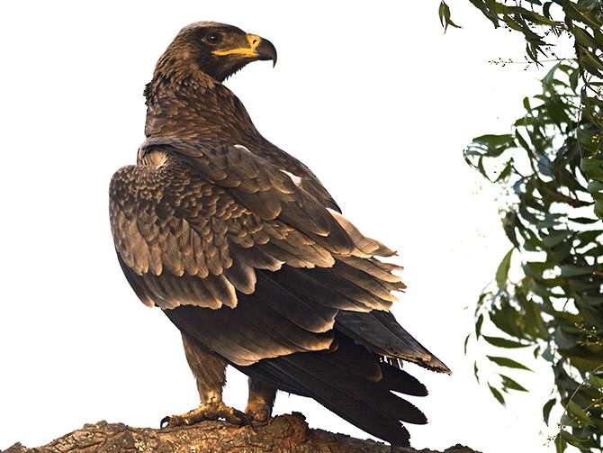 Tawny Eagle - eBird