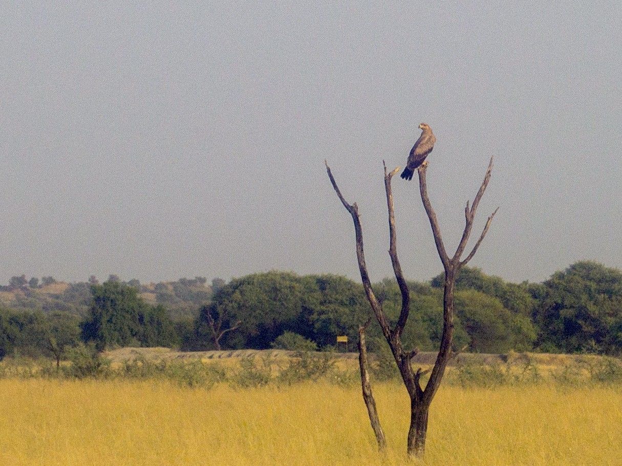 Tawny Eagle - eBird