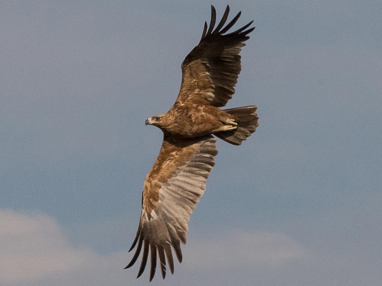 Tawny Eagle - eBird