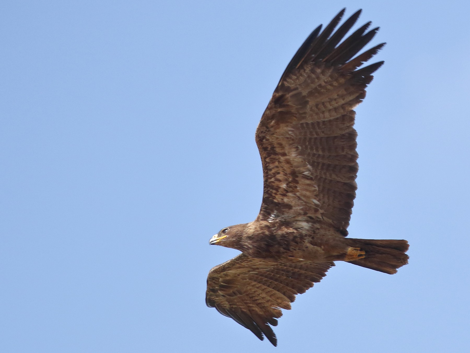 Tawny Eagle - eBird