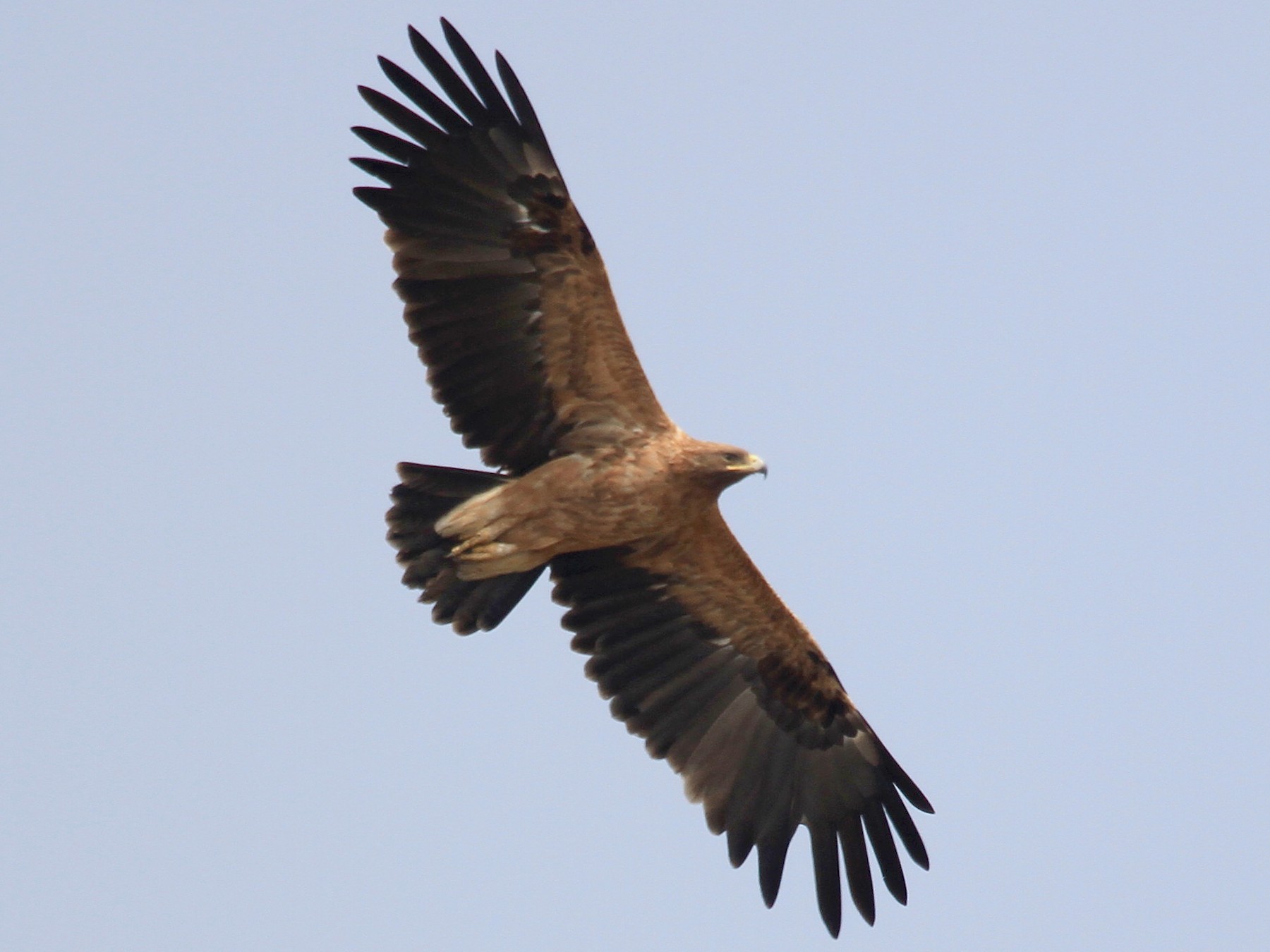 Tawny Eagle - eBird
