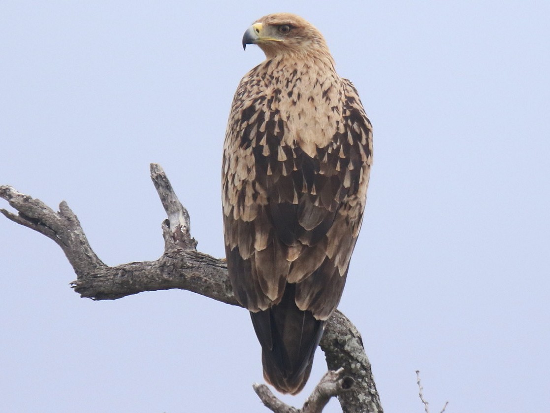 Tawny Eagle - eBird
