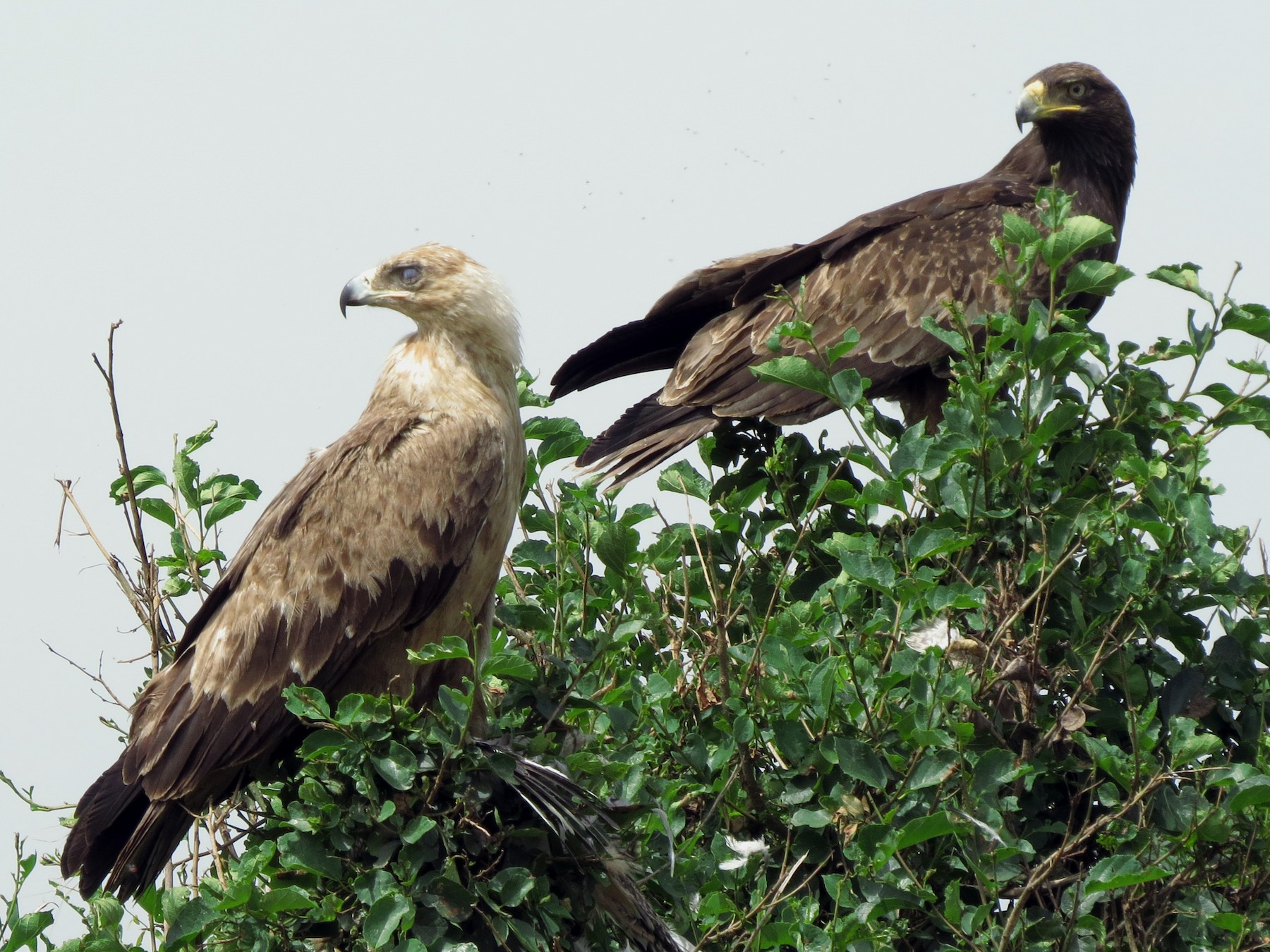 Tawny Eagle - eBird