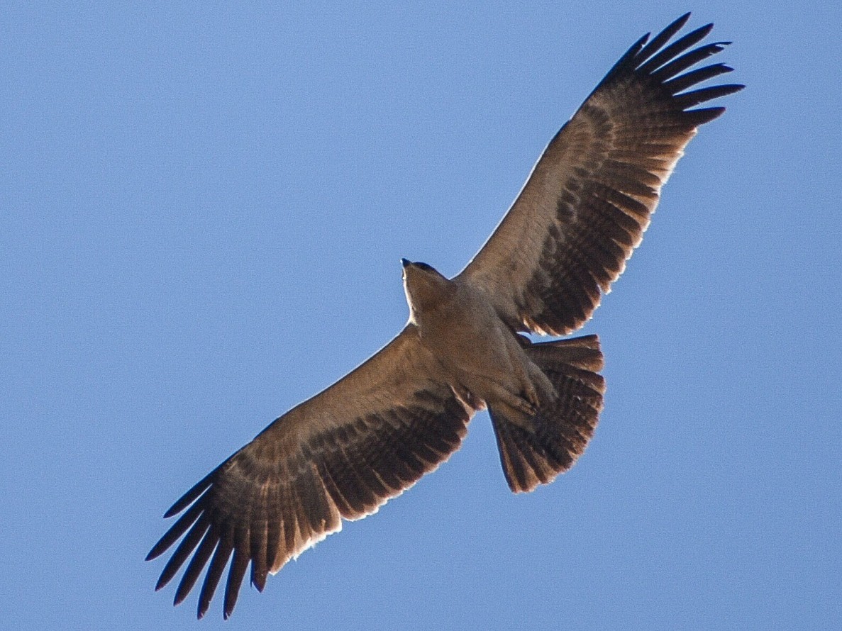 Tawny Eagle - eBird