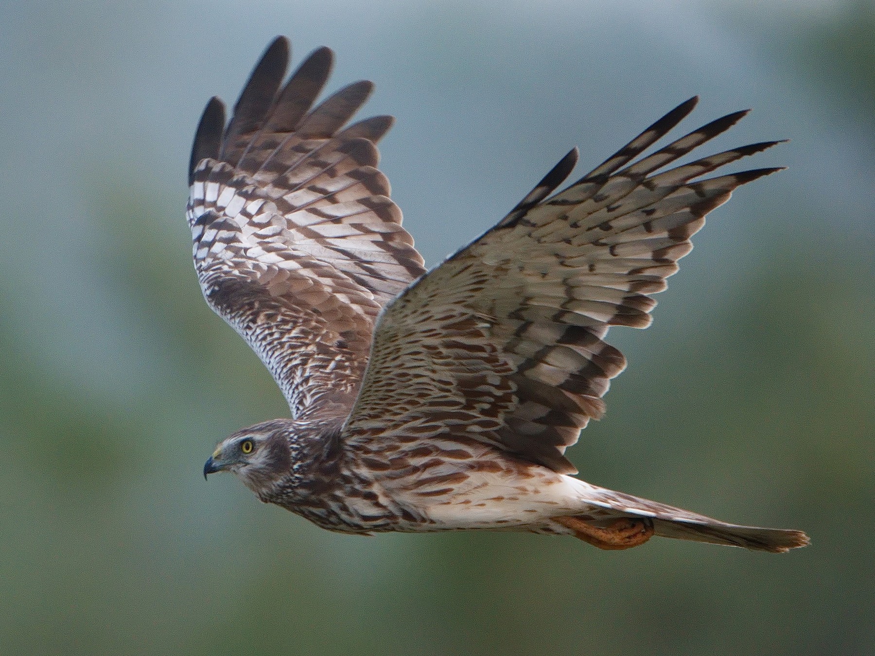 Pied Harrier - eBird