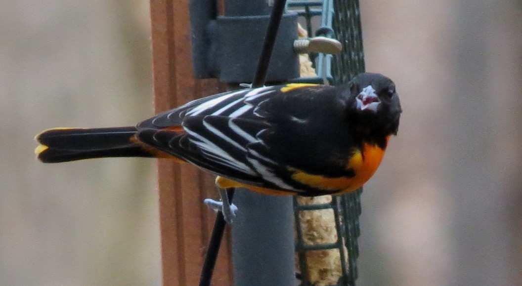 eBird Checklist - 23 Jan 2015 - Carrboro Greenway - 21 species