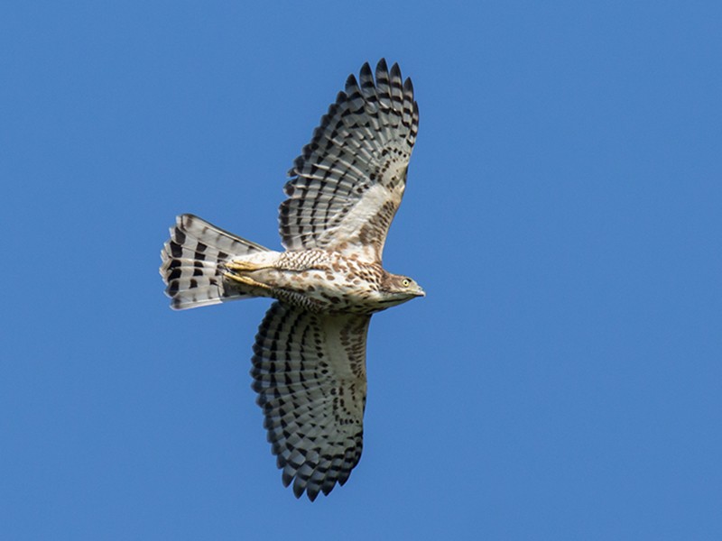 Crested Goshawk - eBird