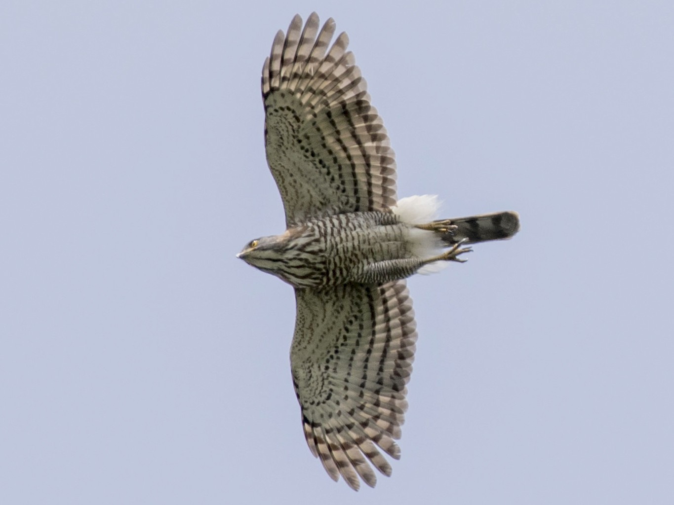 Crested Goshawk - eBird