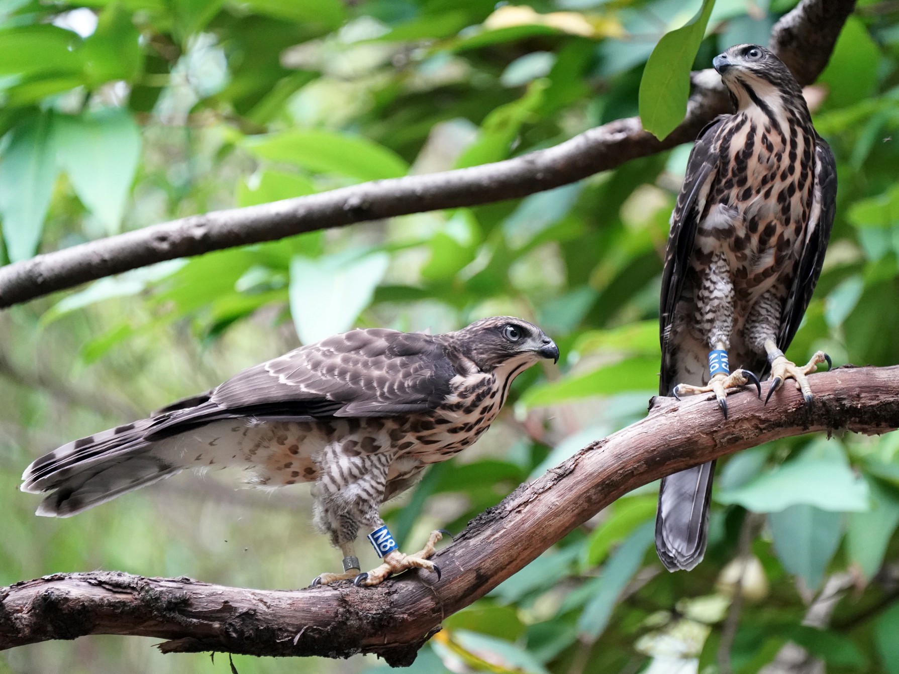 Crested Goshawk - eBird