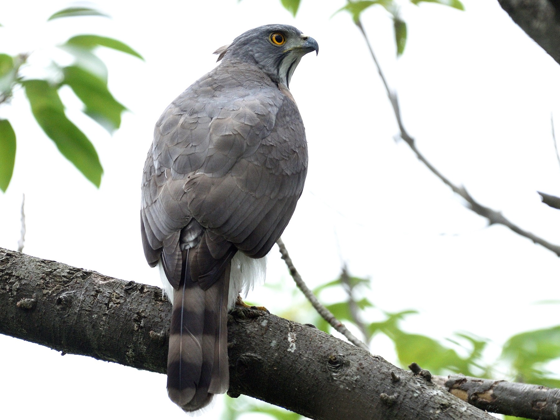 Crested Goshawk - eBird