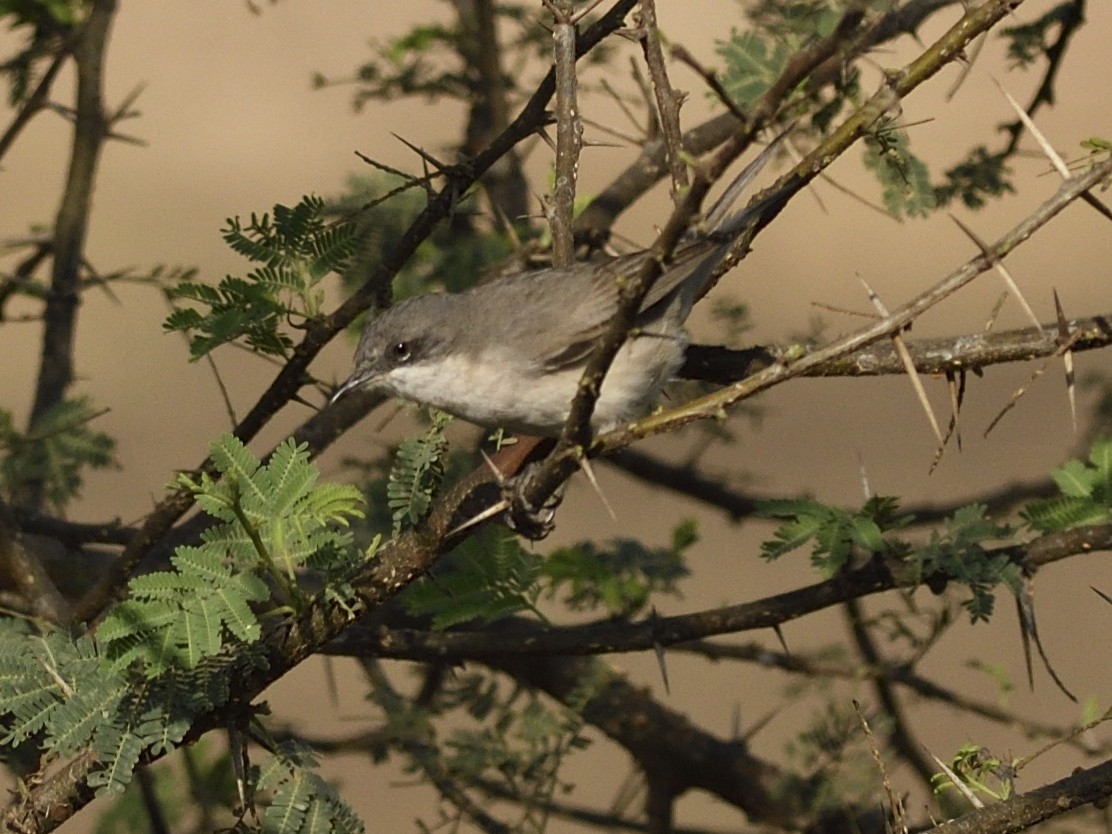 Curruca Zarcerilla (Europea/de Hume) - eBird