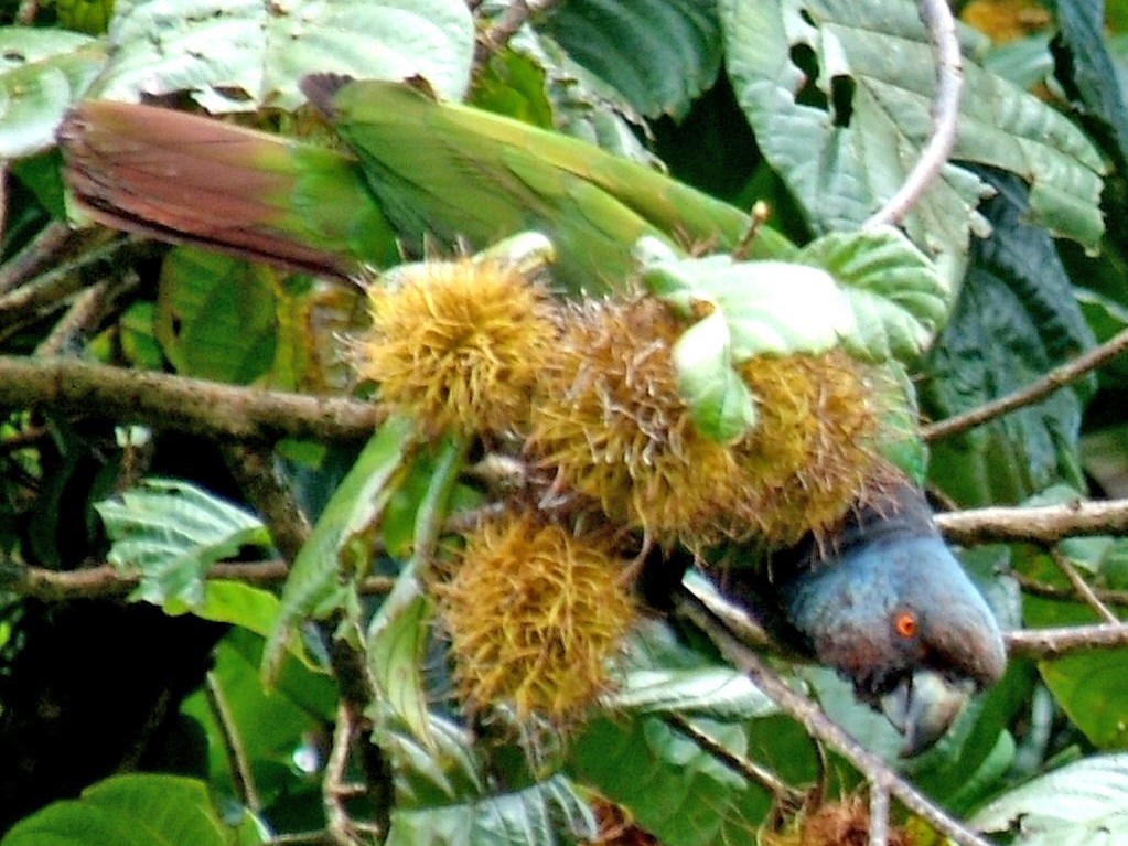 Imperial Parrot - eBird