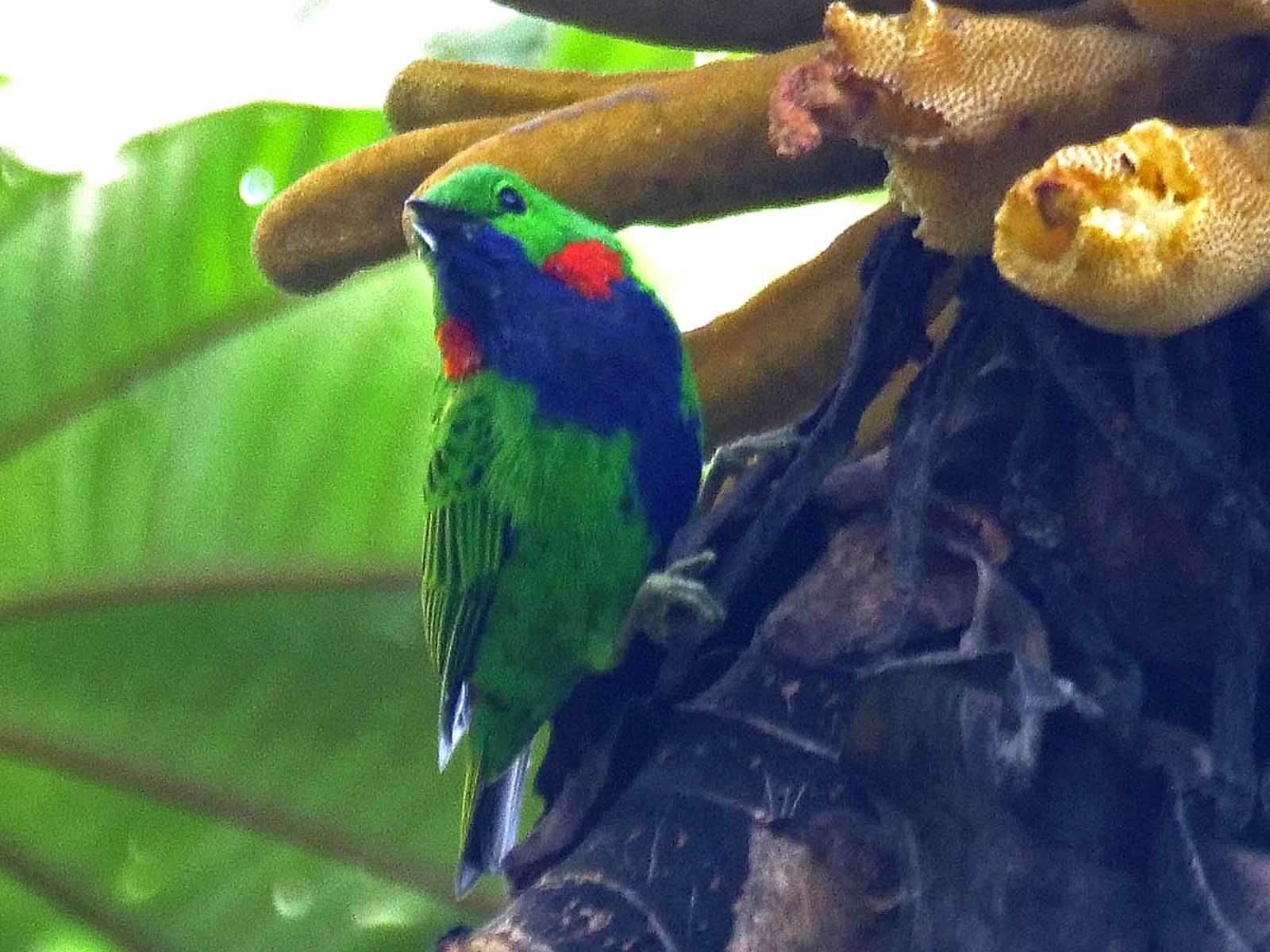 Orange-eared Tanager - eBird