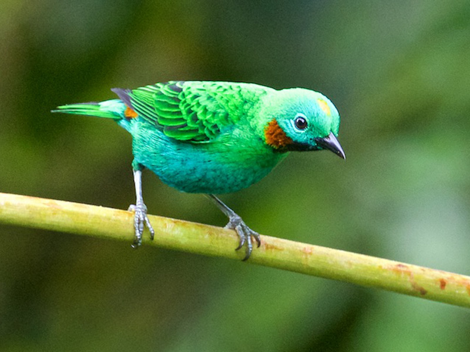 Orange-eared Tanager - eBird