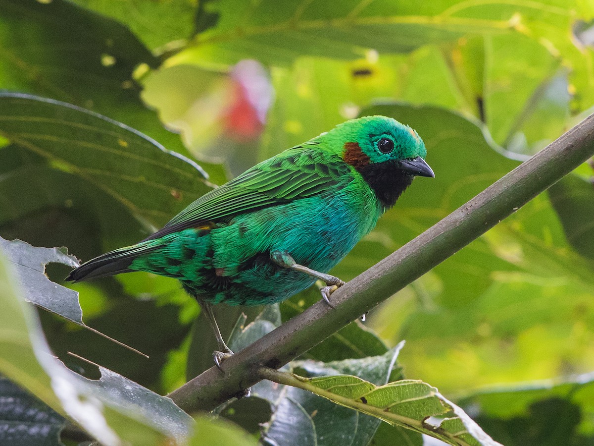 Orange-eared Tanager - Chlorochrysa calliparaea - Birds of the World