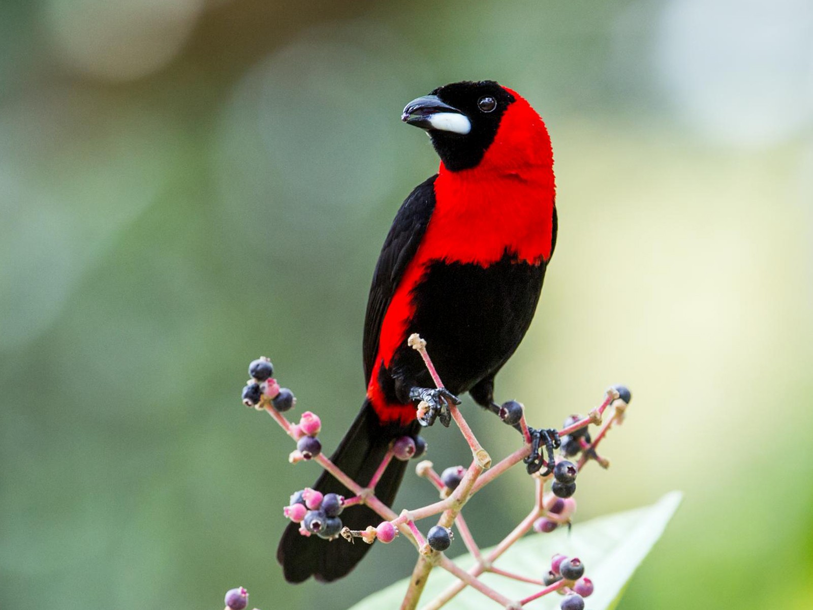 Masked Crimson Tanager - eBird