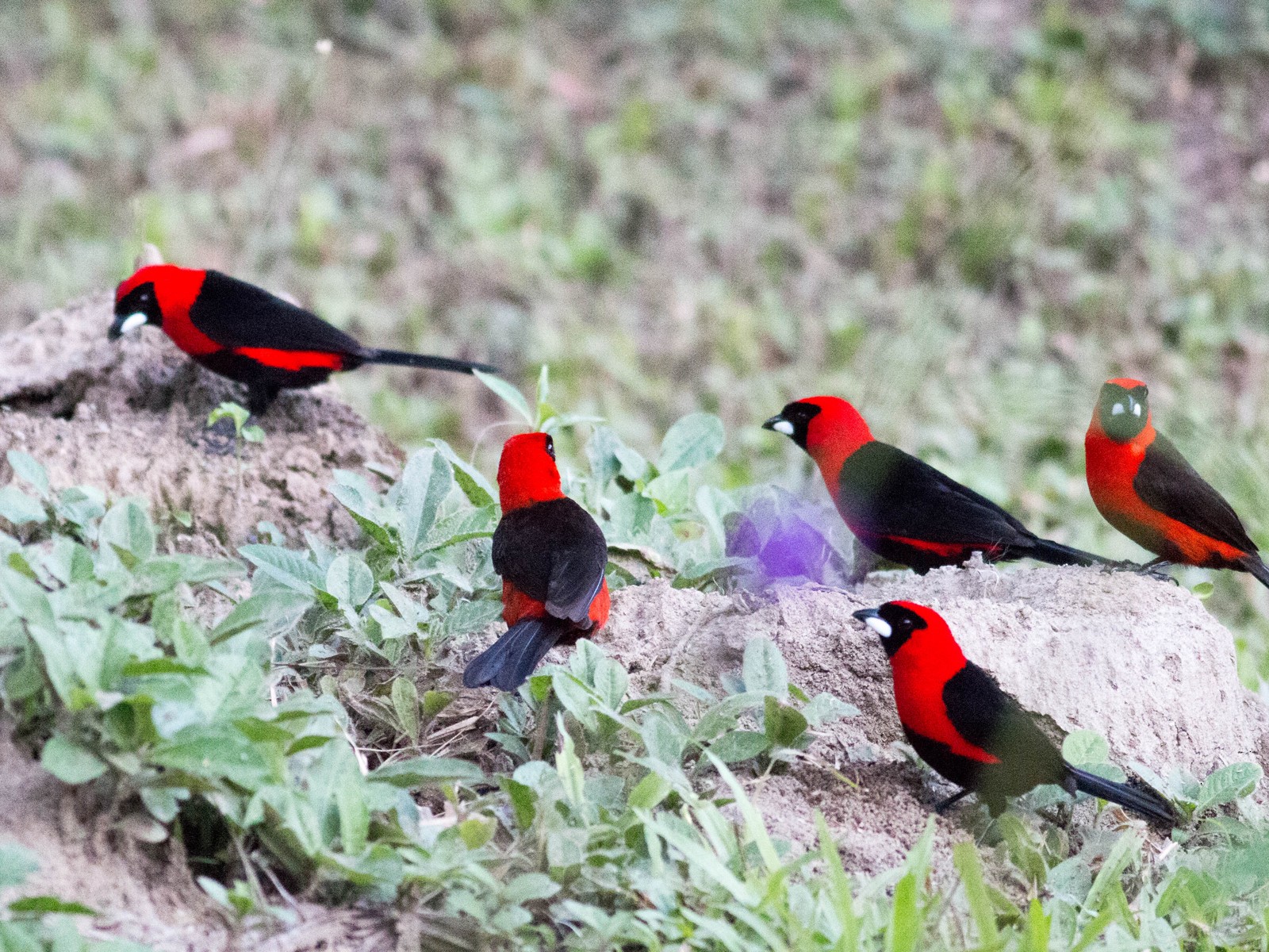 Masked Crimson Tanager - eBird