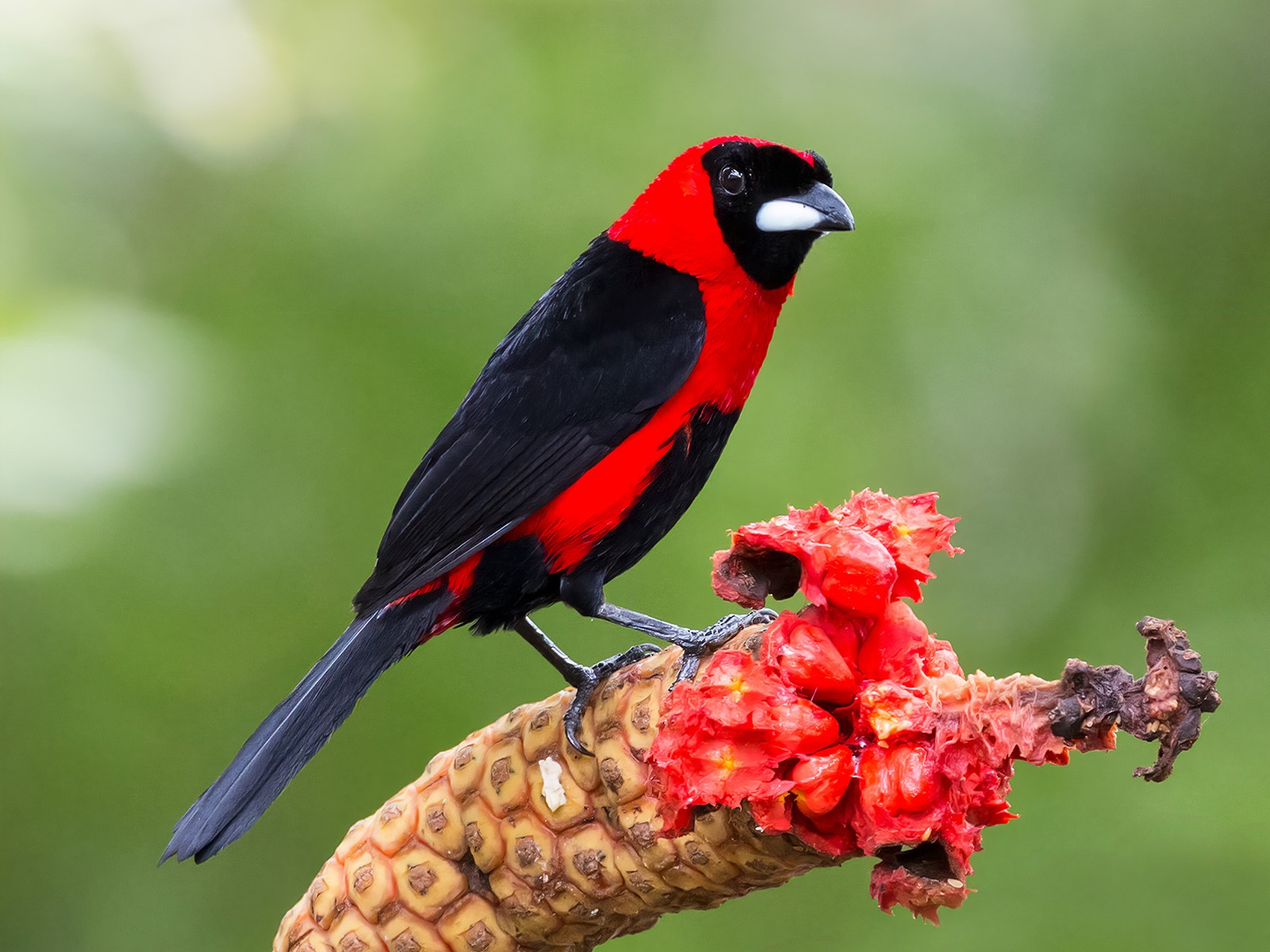 Masked Crimson Tanager - eBird