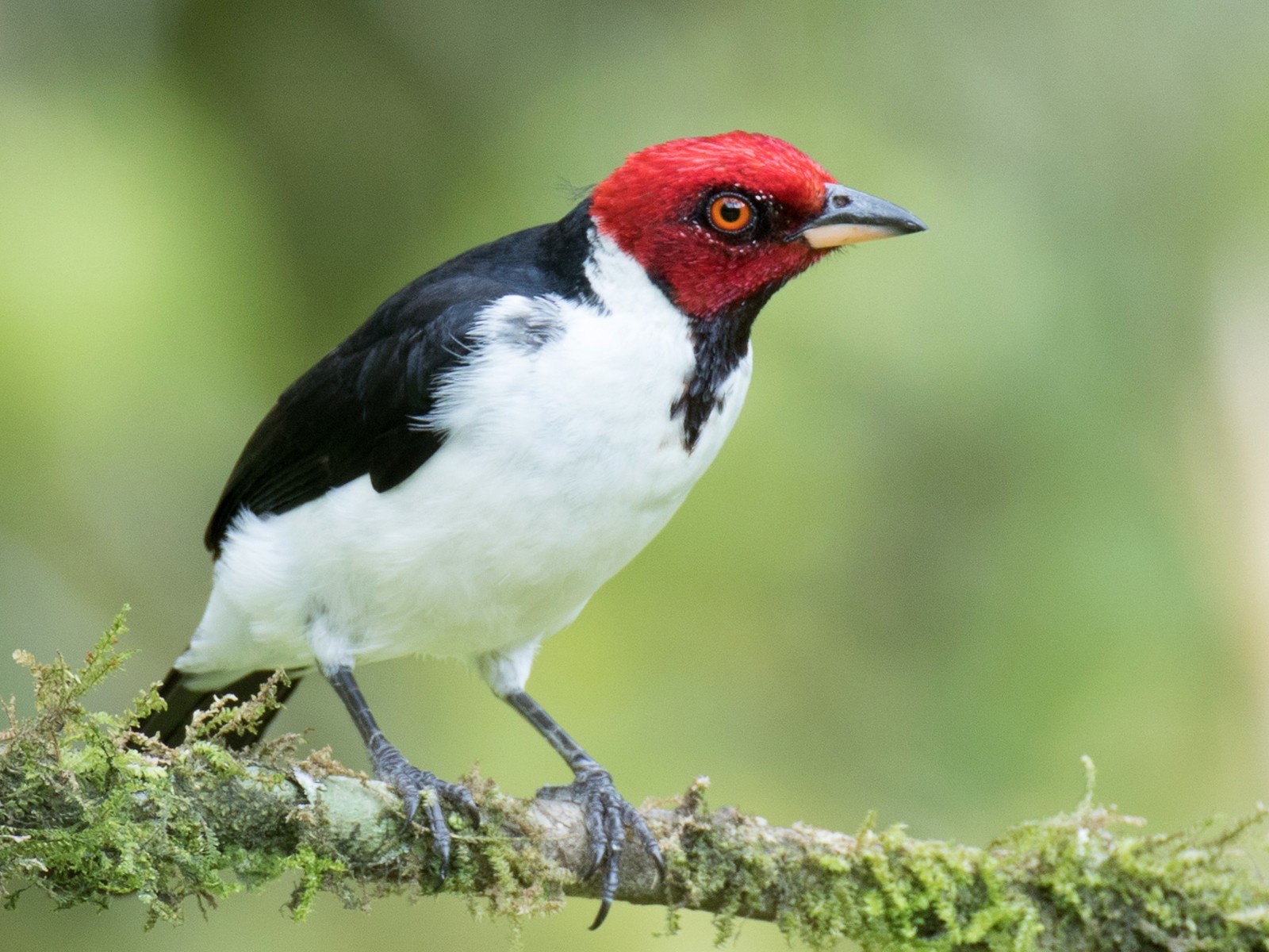 Red-capped Cardinal - eBird