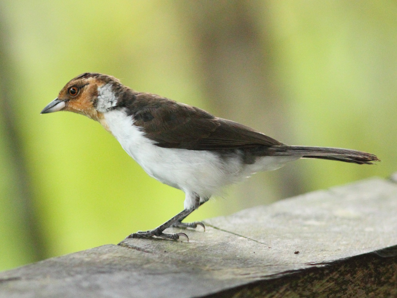 Red-capped Cardinal - eBird