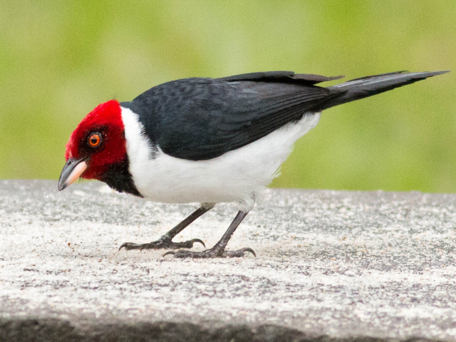 Red-capped Cardinal - eBird
