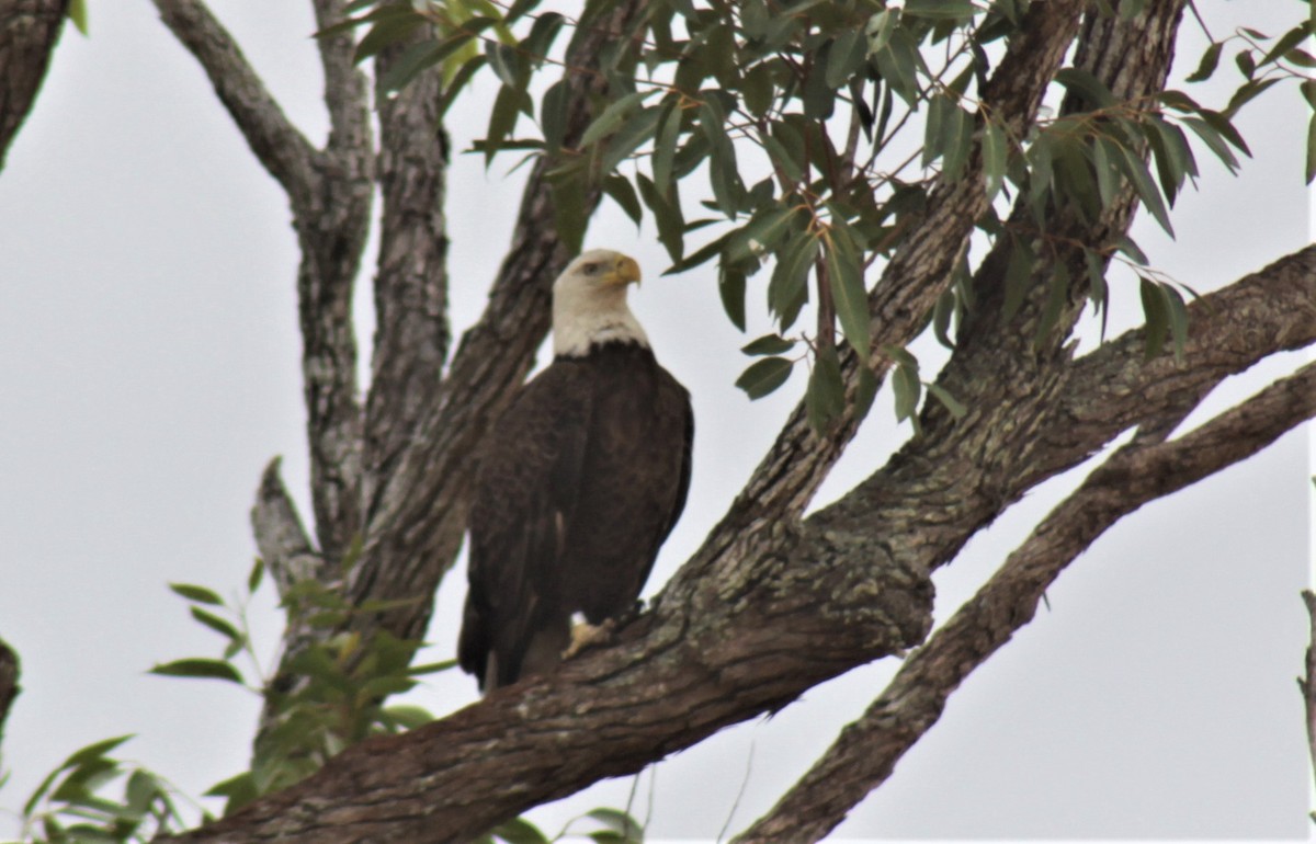 eBird Checklist - 16 Mar 2019 - Old Sugar Refinery Road - 19 species