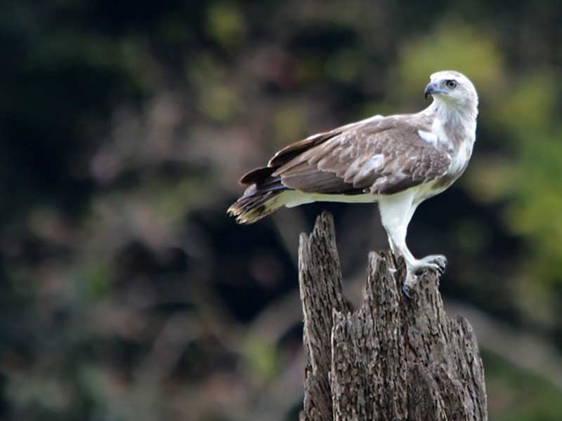 Lesser Fish-Eagle - eBird