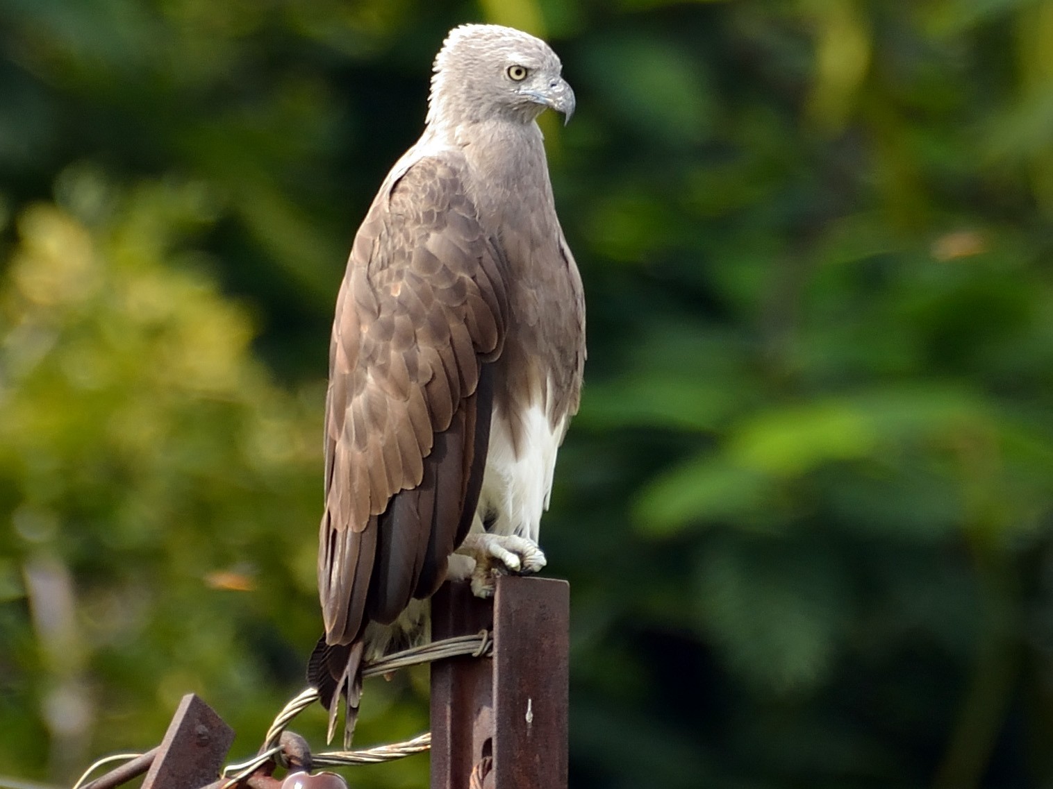 Lesser Fish-Eagle - eBird
